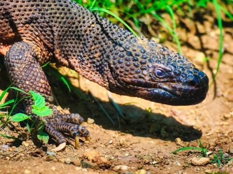 Birding Expeditions | Neotropical Birding Tours