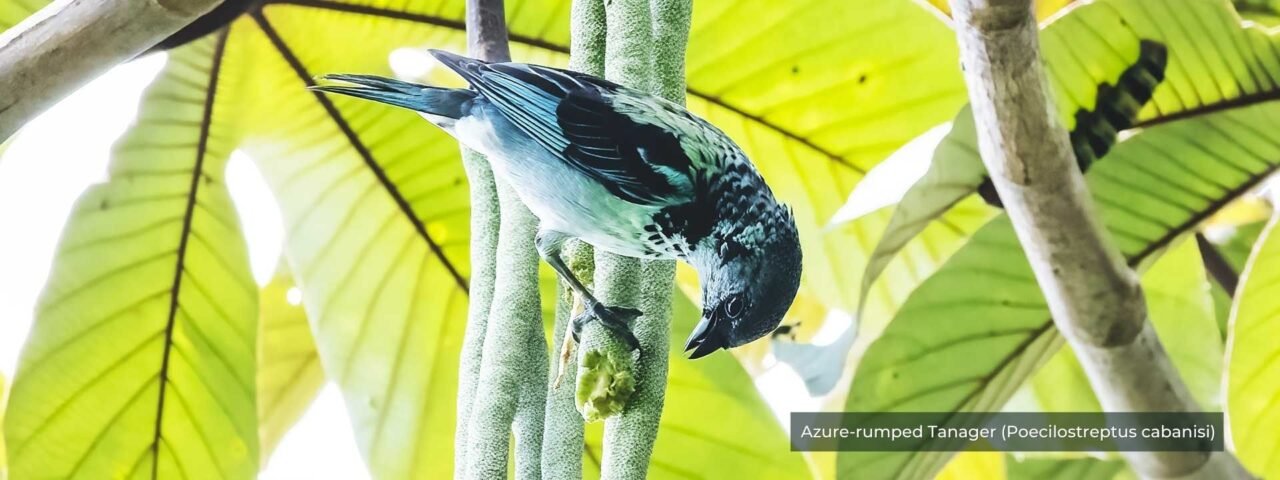 Highlands & Pacific Slope - Birding Expeditions