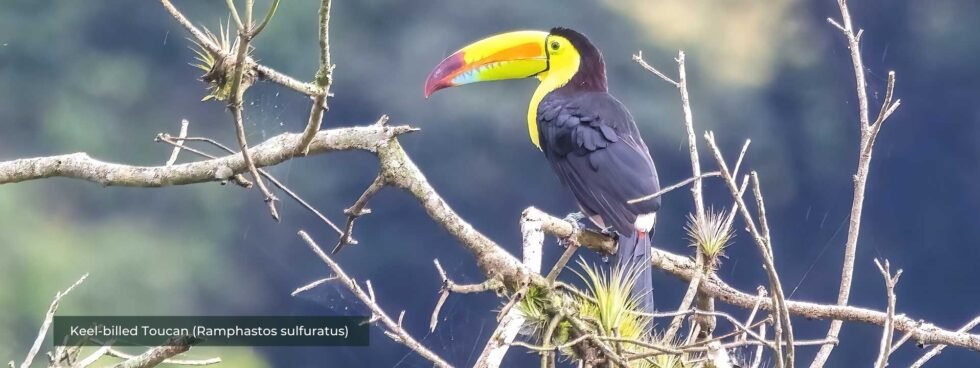 Belize Birding Tours | Birdwatching & Wildlife Tours