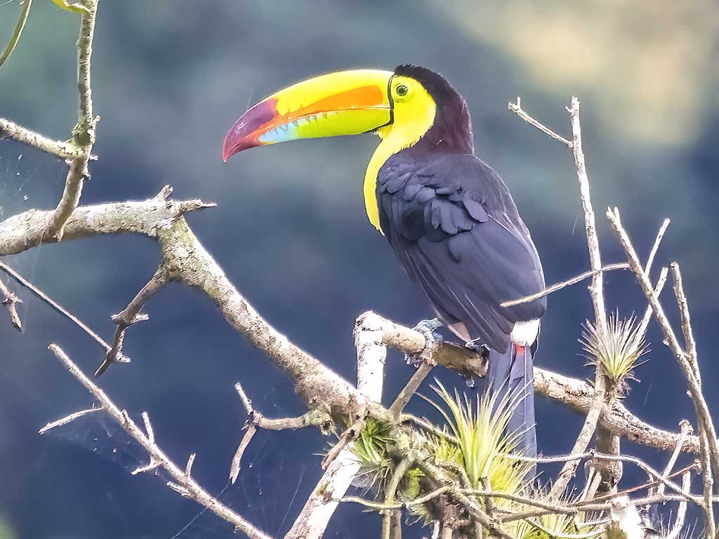 Belize Birding Tours | Birdwatching & Wildlife Tours